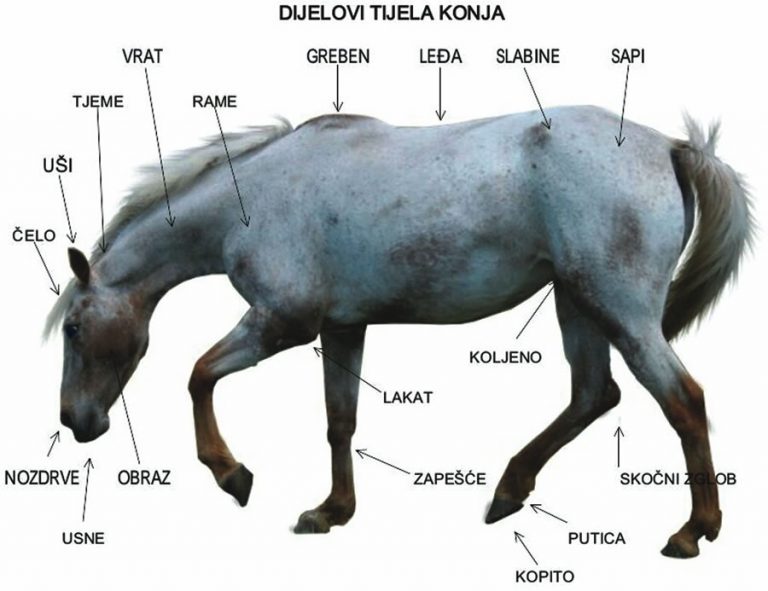 Dijelovi tijela konja - Lice i glava su najosjetljiviji dijelovi tijela ...